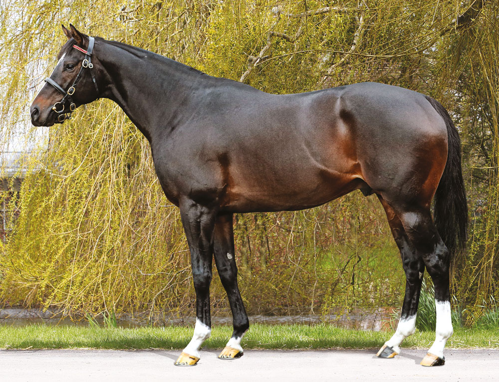 KAMEKO | Thoroughbred Stallion Guide